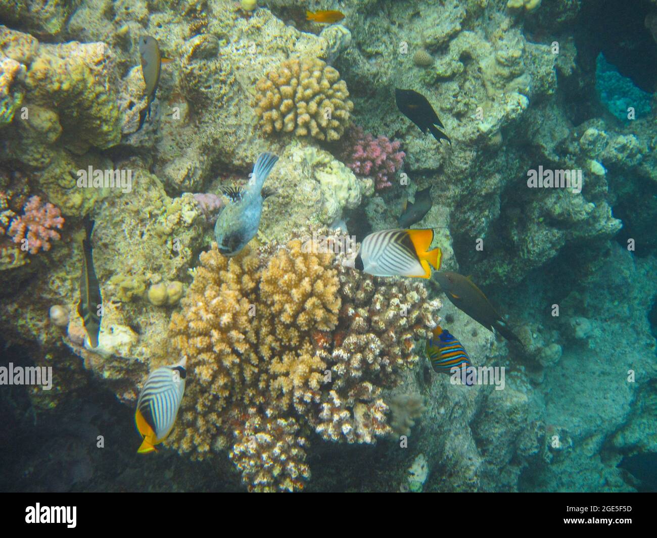 Underwater photography of the Red Sea reefs in South Sinai Stock Photo ...