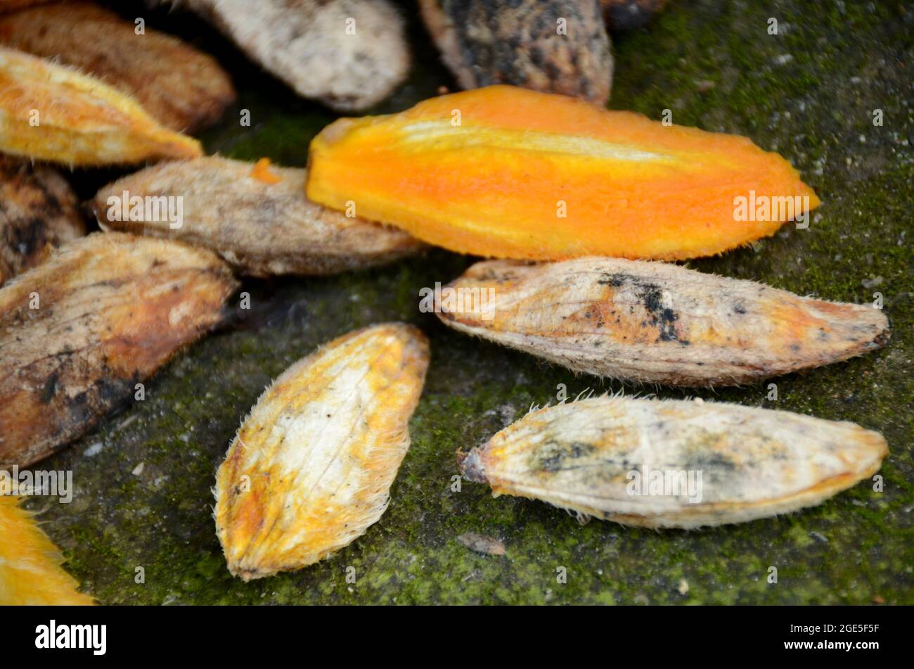 Mango seed hi-res stock photography and images - Alamy