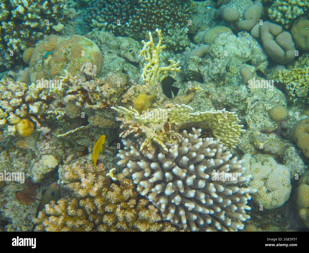 Underwater photography of the Red Sea reefs in South Sinai Stock Photo ...
