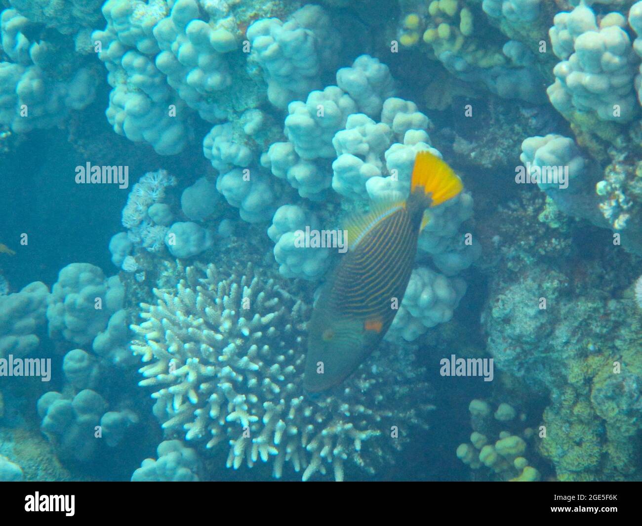 Underwater photography of the Red Sea reefs in South Sinai Stock Photo ...