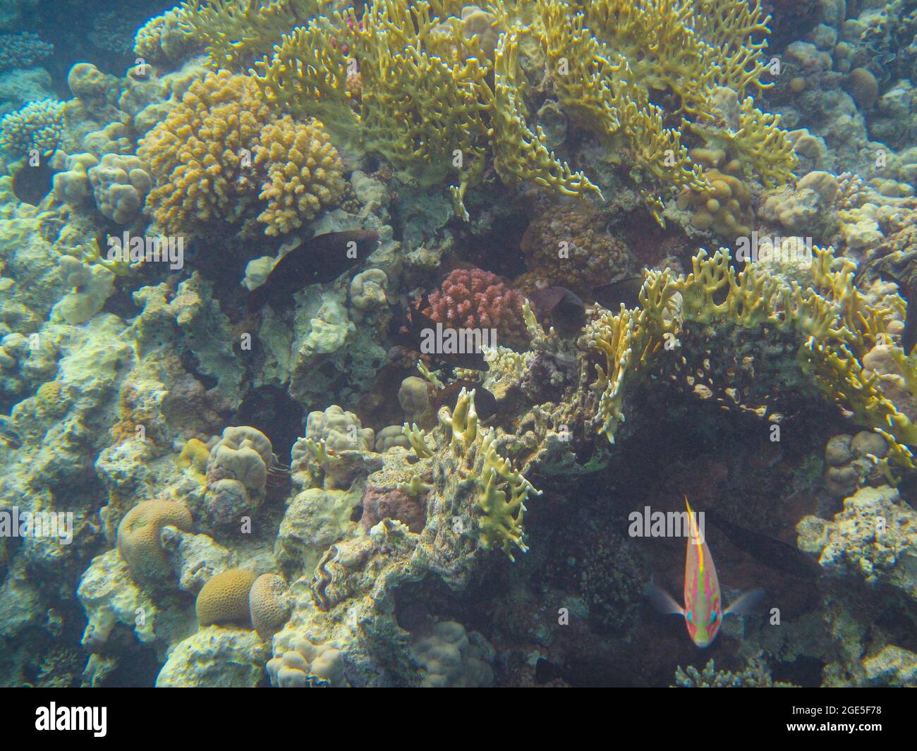 Underwater photography of the Red Sea reefs in South Sinai Stock Photo ...