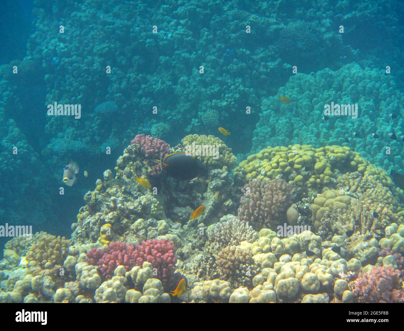 Underwater photography of the Red Sea reefs in South Sinai Stock Photo ...