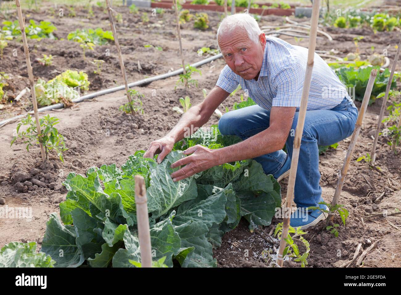 Senior grandfather man farmer growing hi-res stock photography and ...