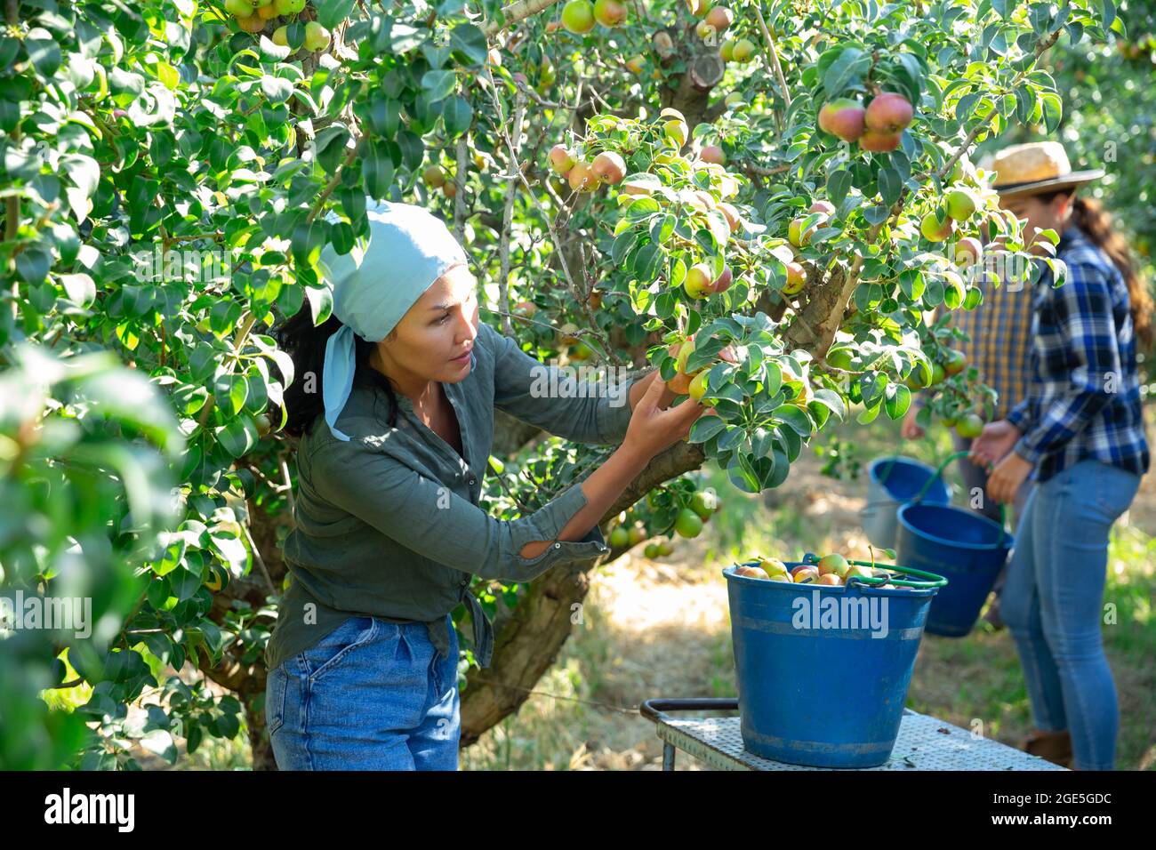 Female farmer picking ripe pears in orchard Stock Photo - Alamy