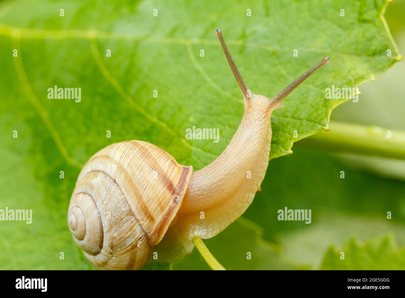 Close up view of snail hi-res stock photography and images - Alamy