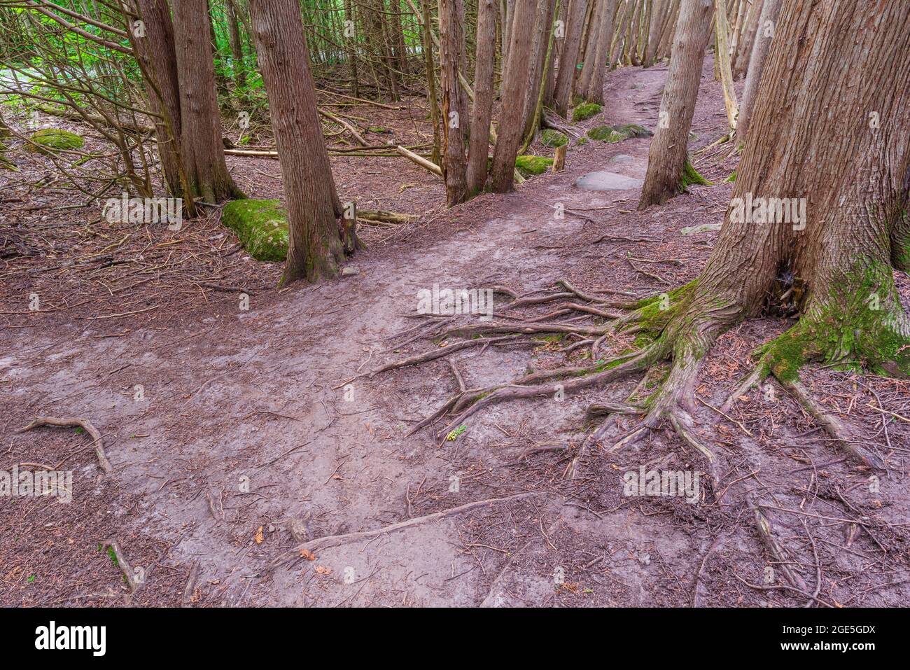 Canadian Forest Trail Ontario Canada in summer Stock Photo - Alamy