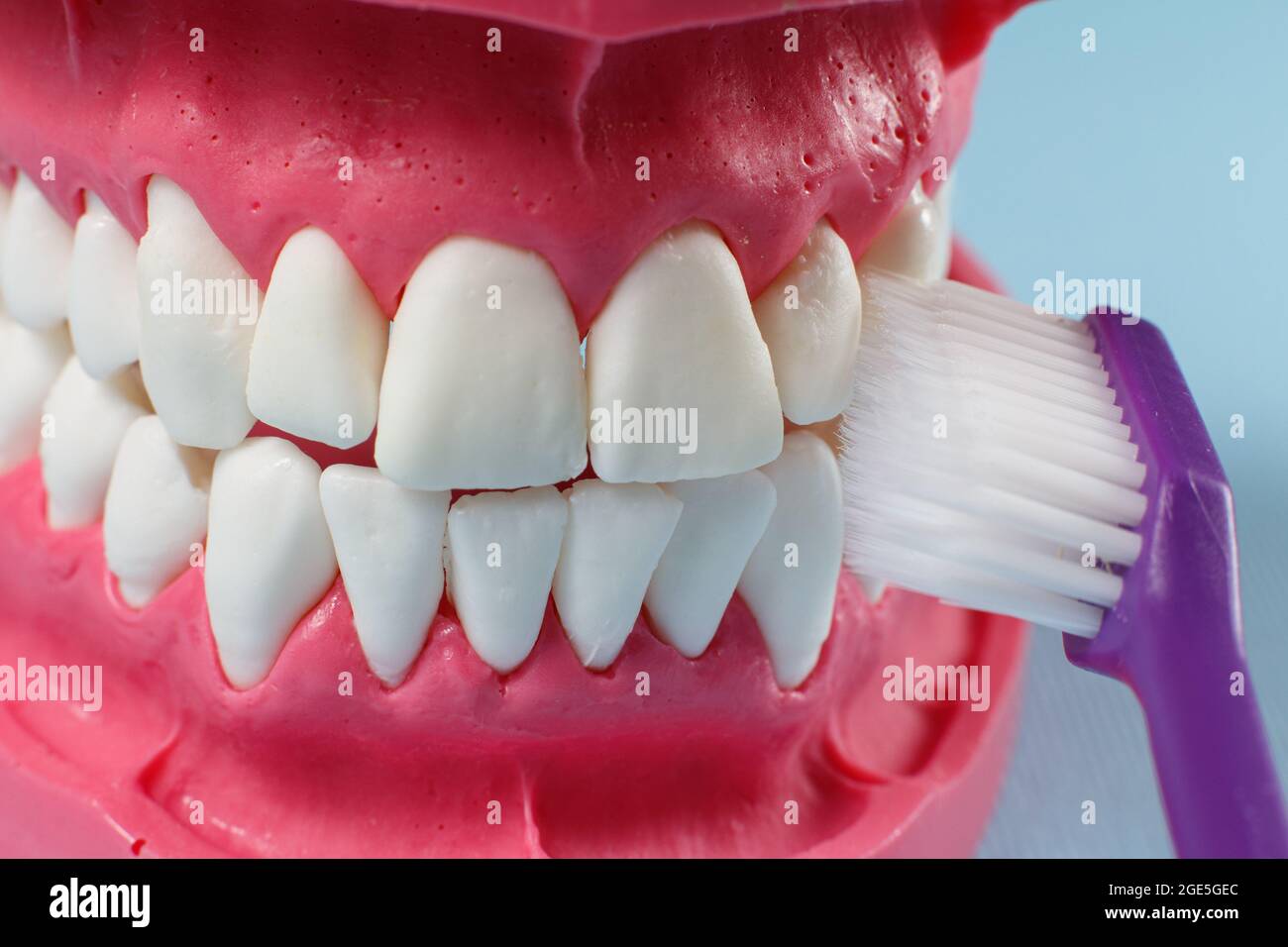 Toothbrush and layout of the human jaw on the blue background Stock ...
