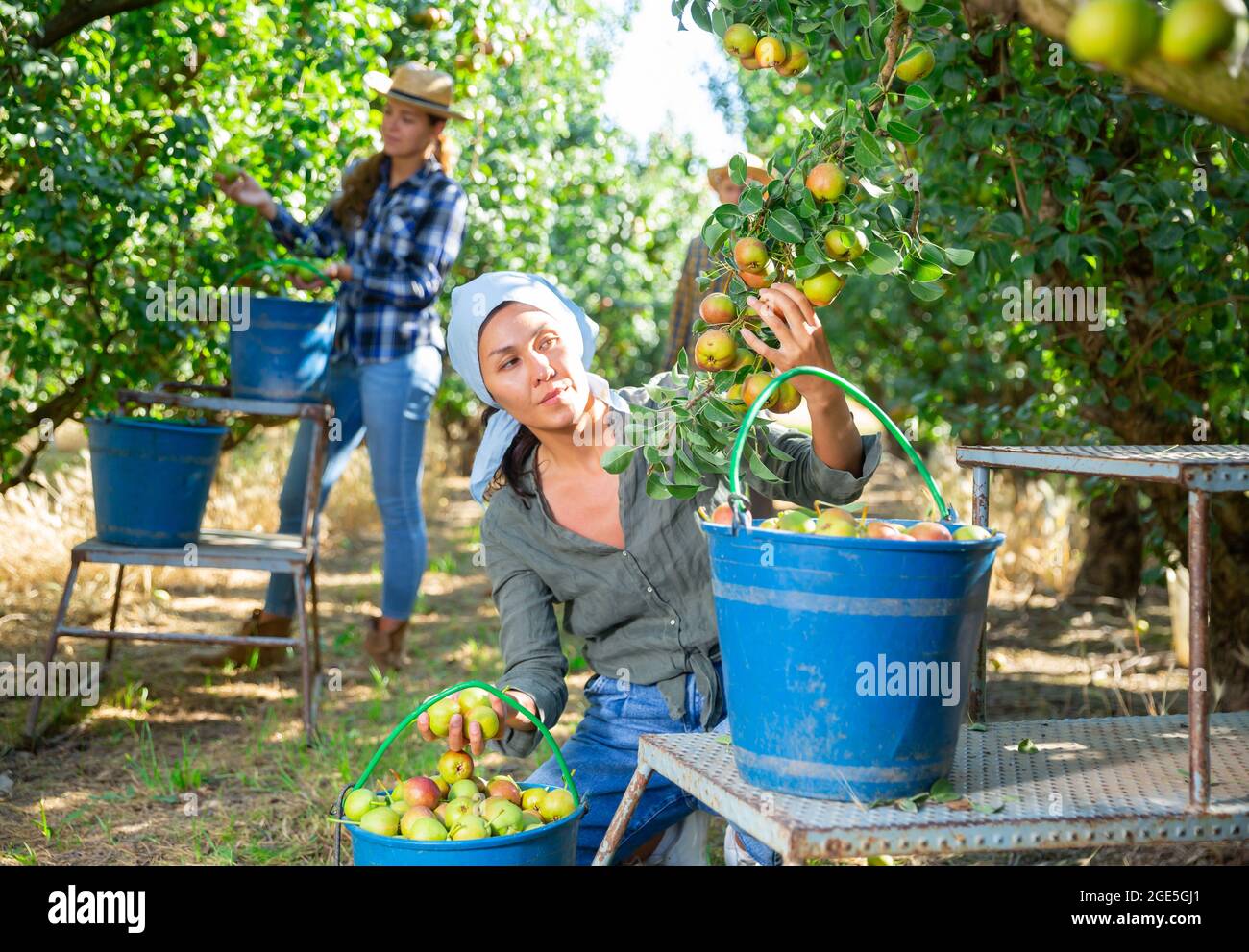 Female farmer picking ripe pears in orchard Stock Photo - Alamy