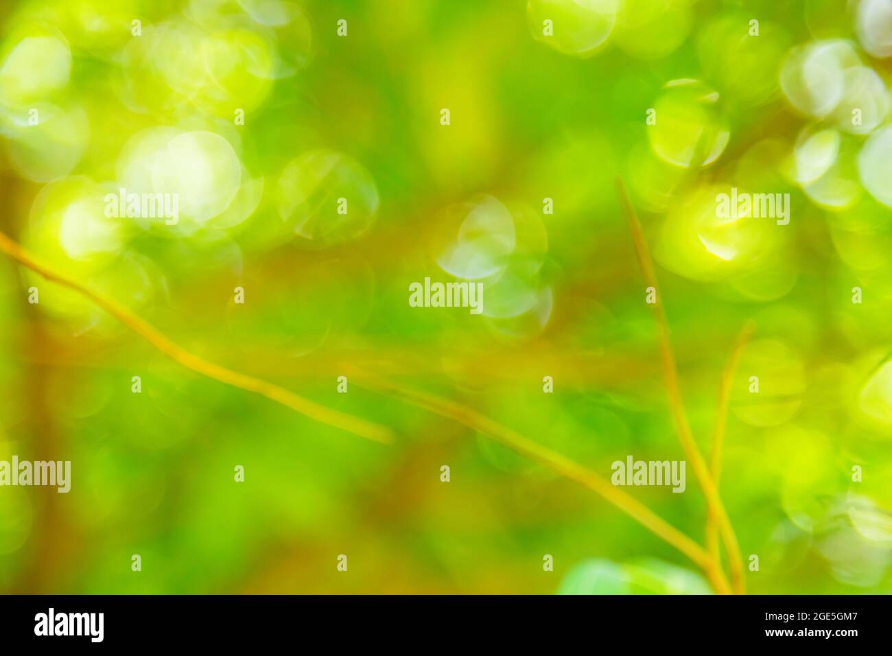 Nature green bokeh from tree background Stock Photo - Alamy