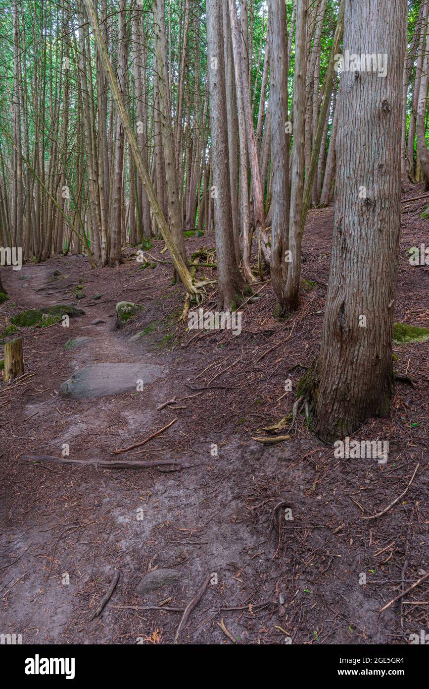Canadian Forest Trail Ontario Canada in summer Stock Photo - Alamy