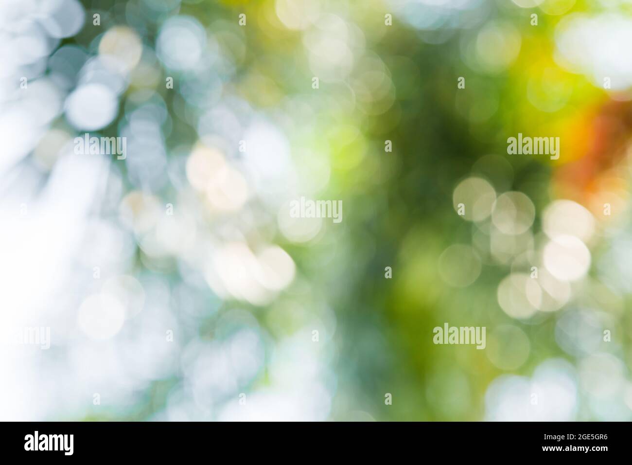 Nature green bokeh from tree background Stock Photo - Alamy