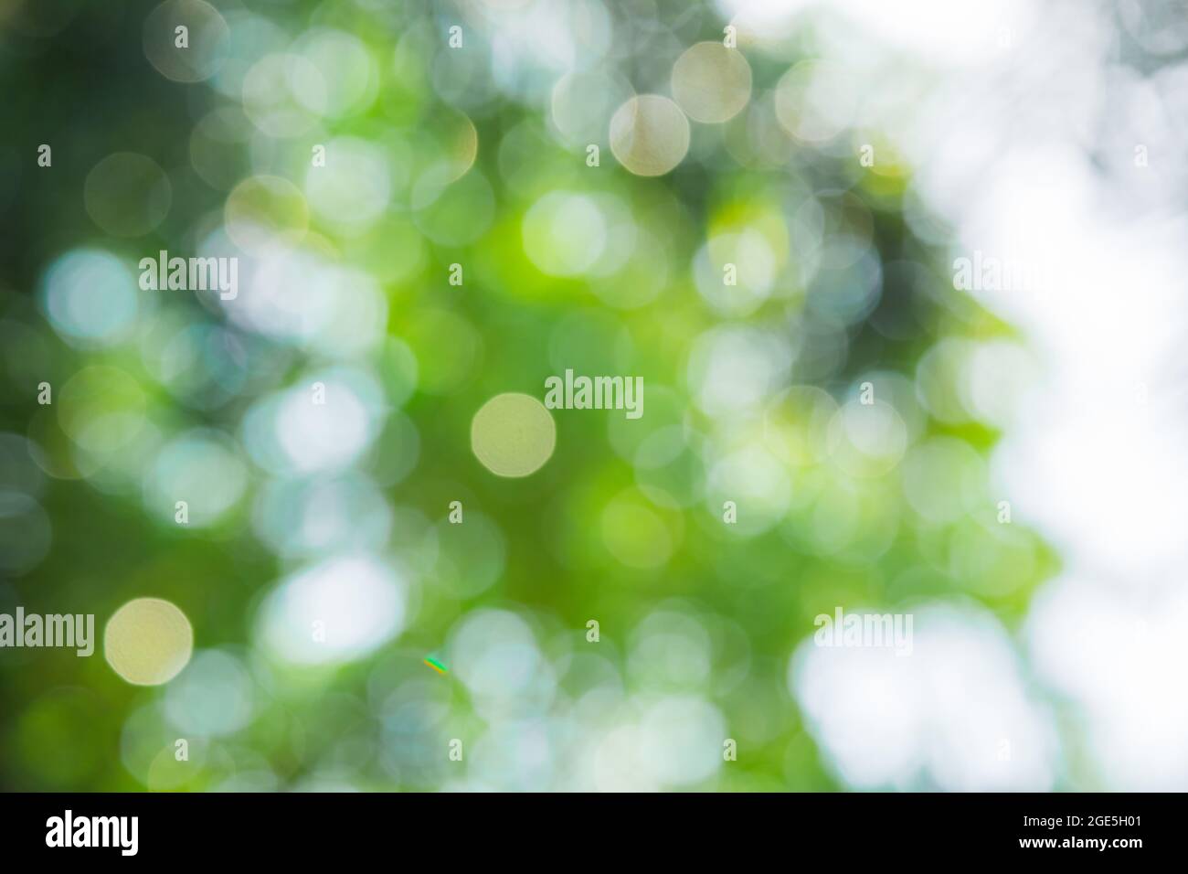 Nature green bokeh from tree background Stock Photo - Alamy