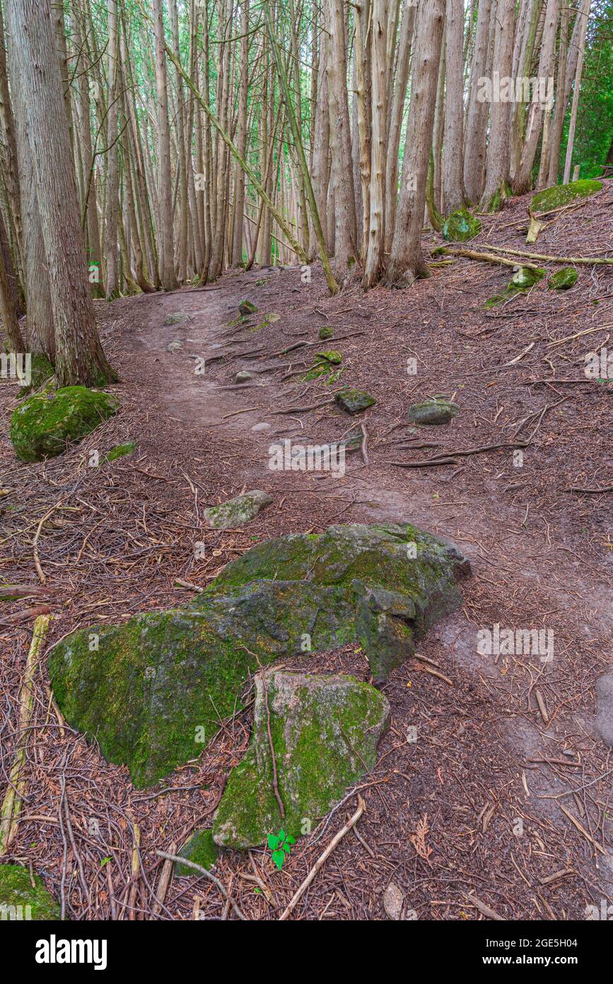 Canadian forest hi-res stock photography and images - Alamy
