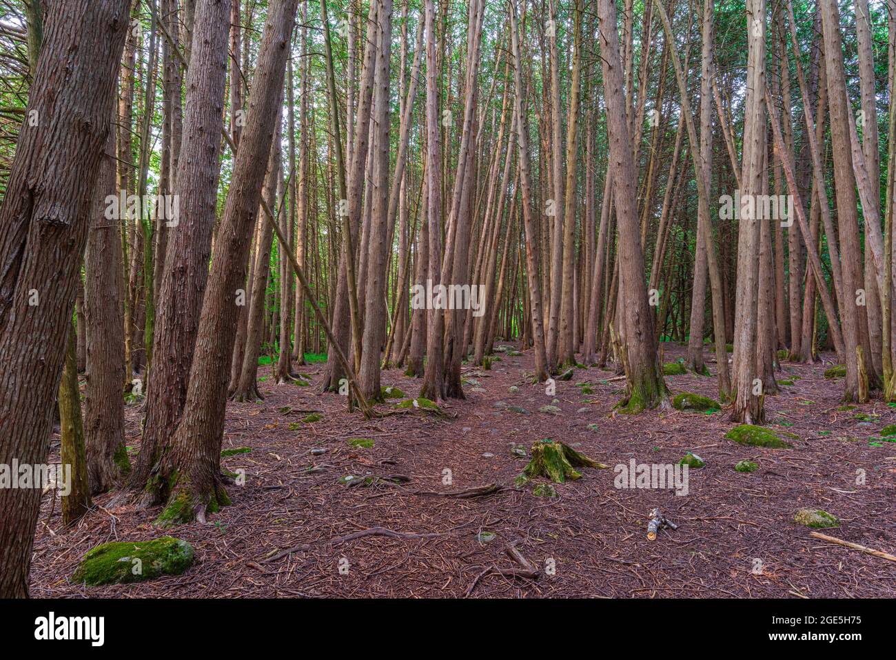 Canadian forest and trail hi-res stock photography and images - Alamy