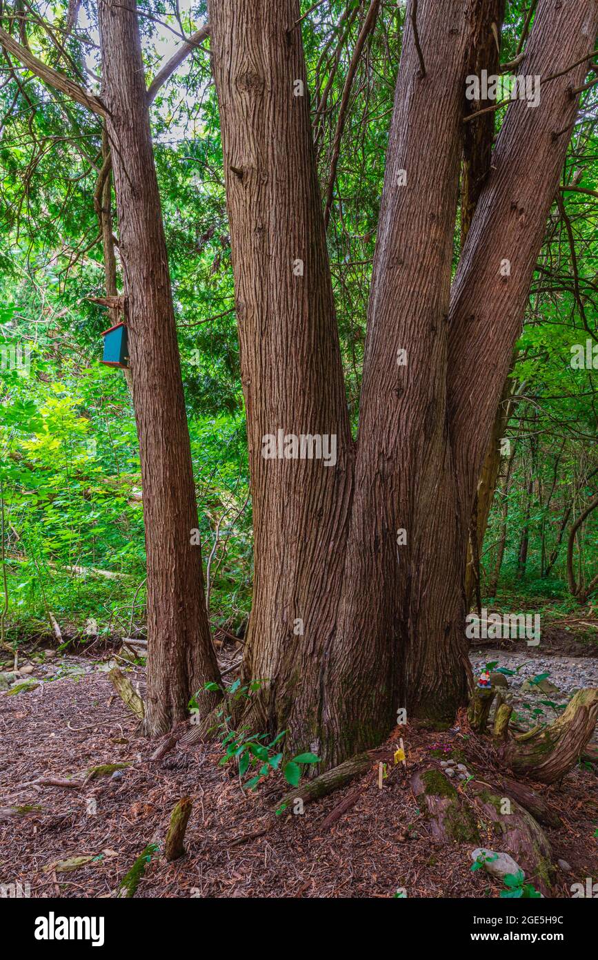 Canadian Forest Trail Ontario Canada in summer Stock Photo - Alamy