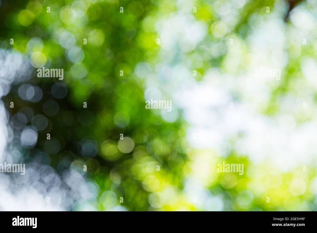 Nature green bokeh from tree background Stock Photo - Alamy