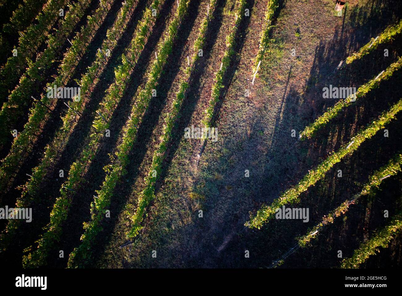 View from above with the use of a drone of the lines of a vineyard ...