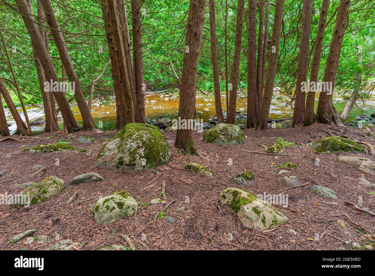 The canadian forest hi-res stock photography and images - Alamy