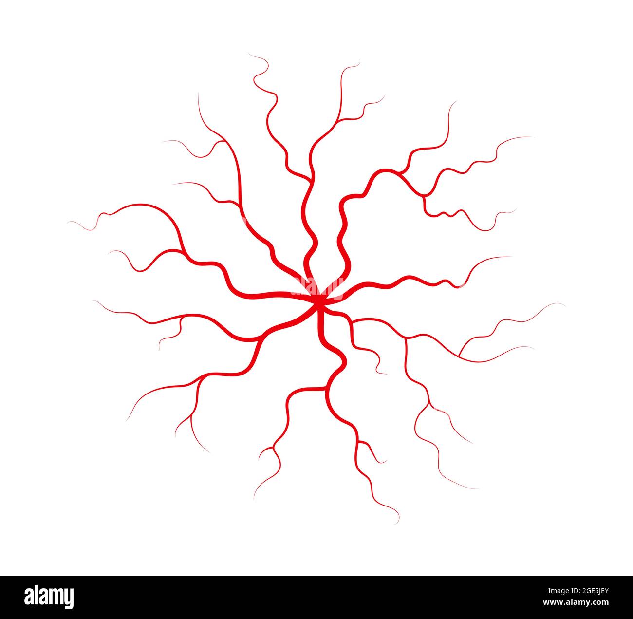 Human veins and arteries. Red branching spider-shaped blood vessels and ...