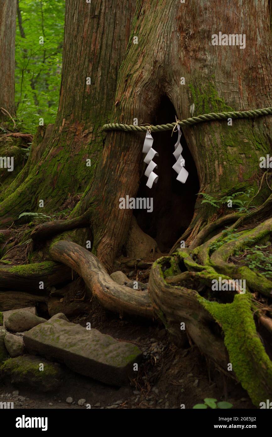 Togakushi, Nagano, Japan, 2021-12-08 , interesting tree at a hundred ...