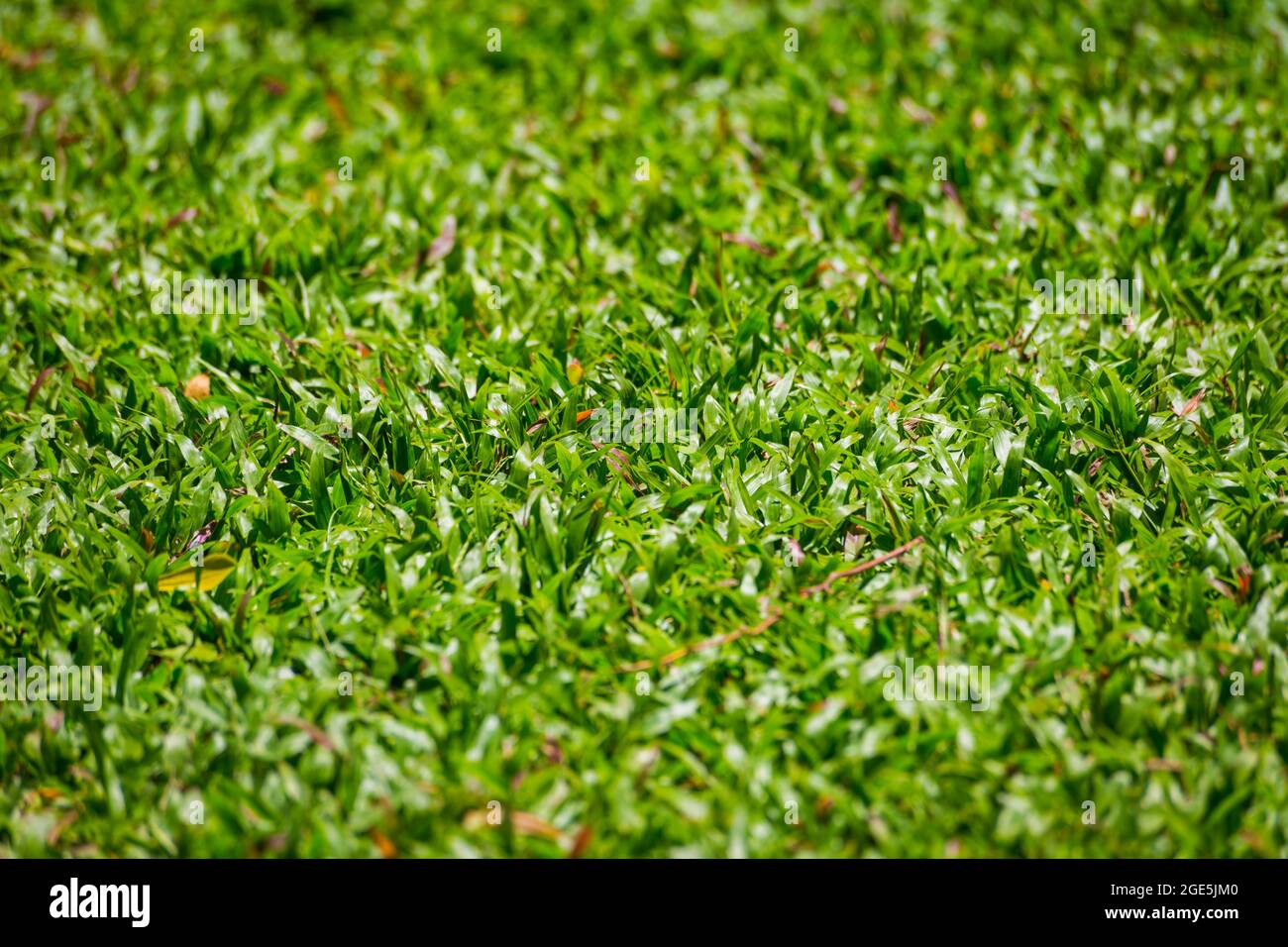 Abstract natural green grass backgrounds Stock Photo - Alamy
