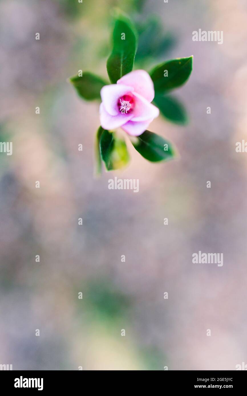 native Australian pink philotheca waxflower with flowers in sunny ...