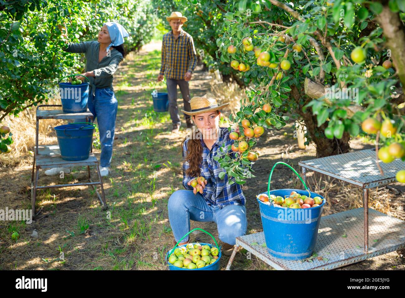 Woman farmer picking ripe pears in orchard Stock Photo - Alamy