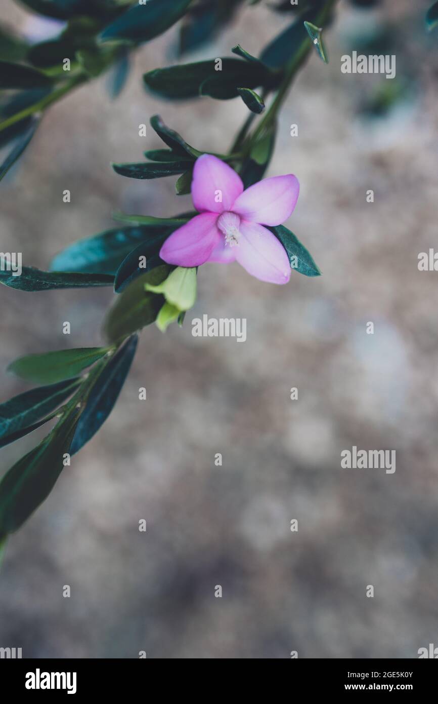 native Australian pink philotheca waxflower with flowers in sunny ...
