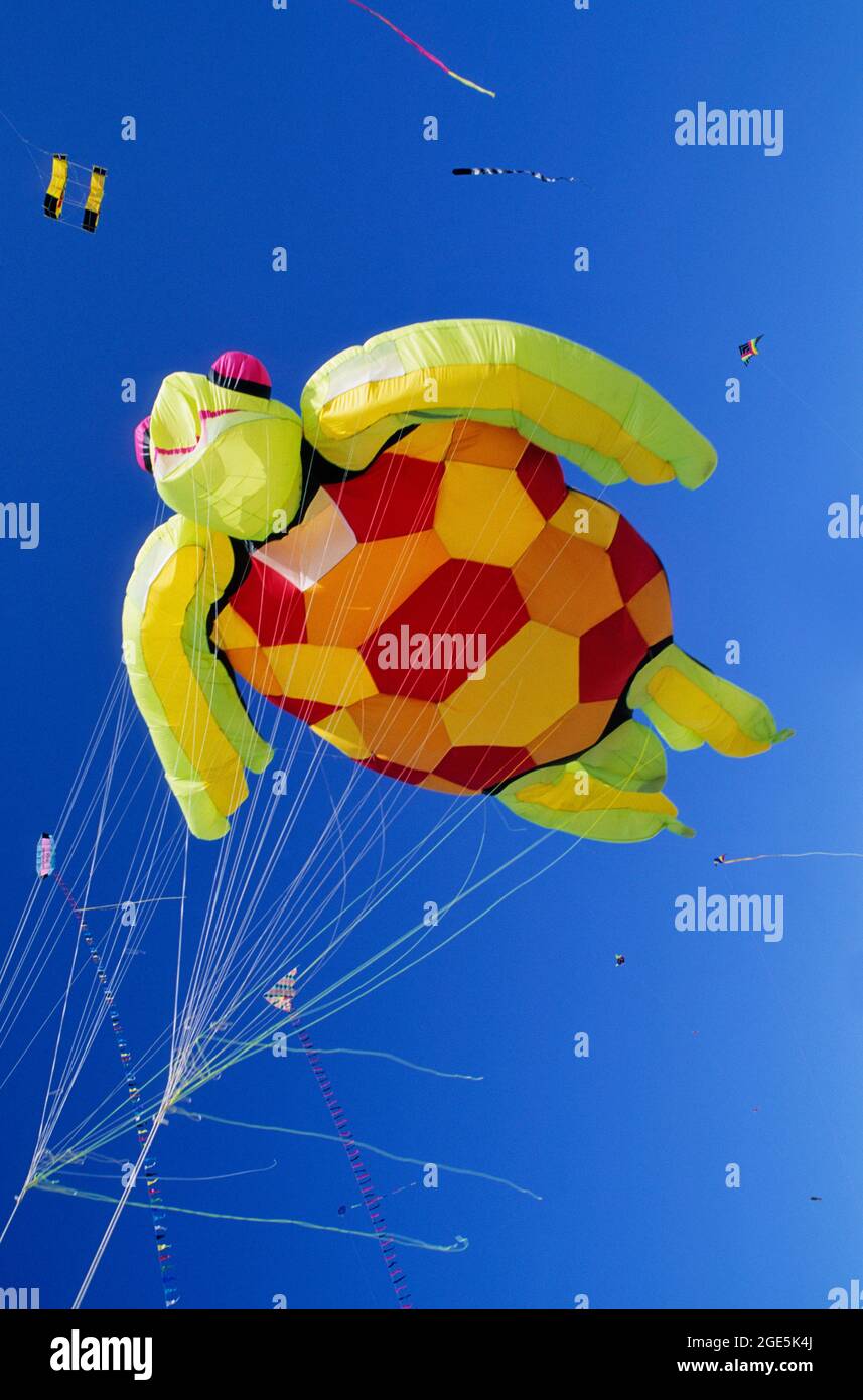 FRANCE, PAS-DE-CALAIS (62) BERCK-SUR-MER, KITE FESTIVAL THE TURTLE KITE ...