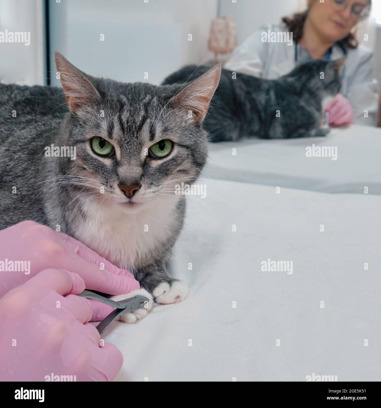 Cat claw cutting by veterinarian on vet office desk Stock Photo - Alamy