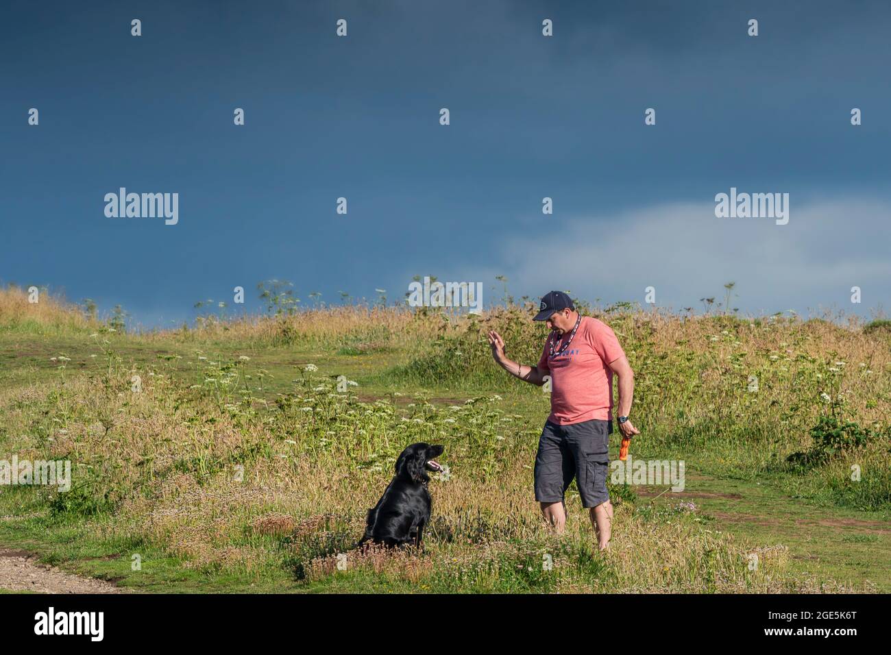 Black labrador dog hi-res stock photography and images - Alamy