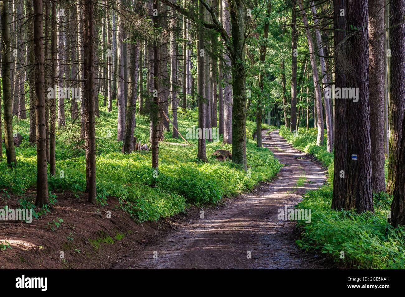 Walking path in forest. Forest road Stock Photo - Alamy