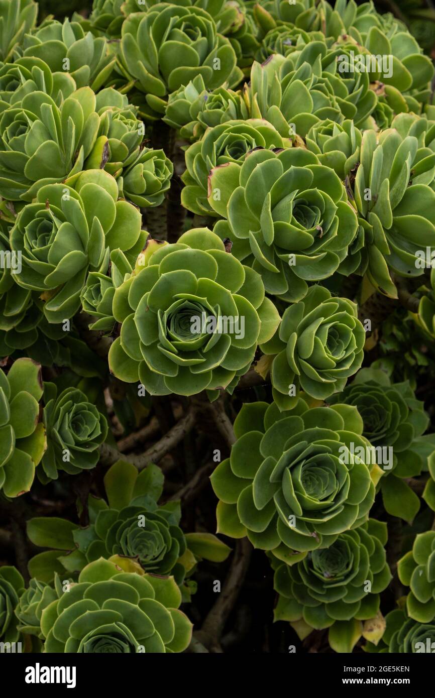 Aeonium Arboreum Green