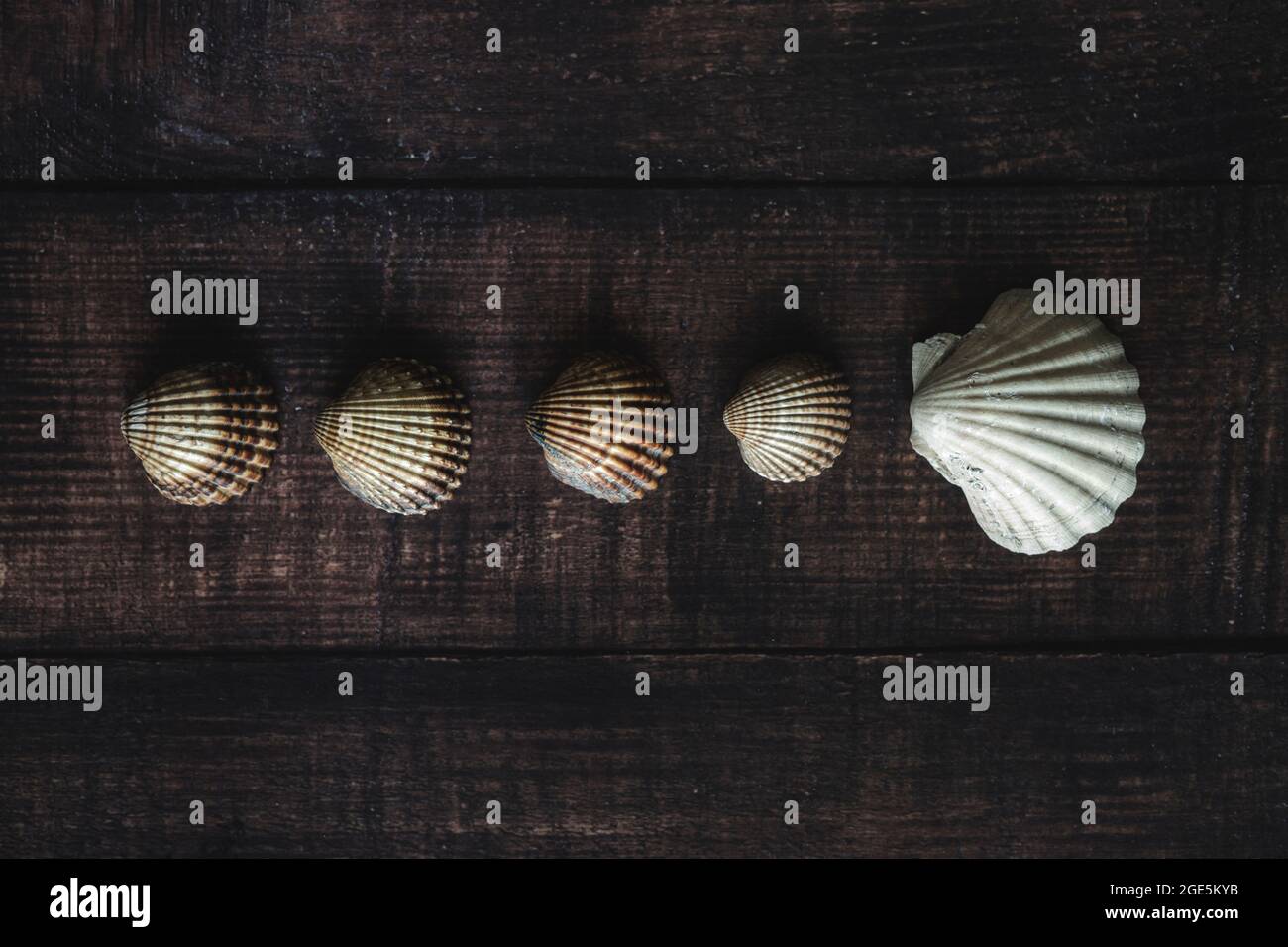 composition of sea shells on wooden background., horizontal image Stock ...