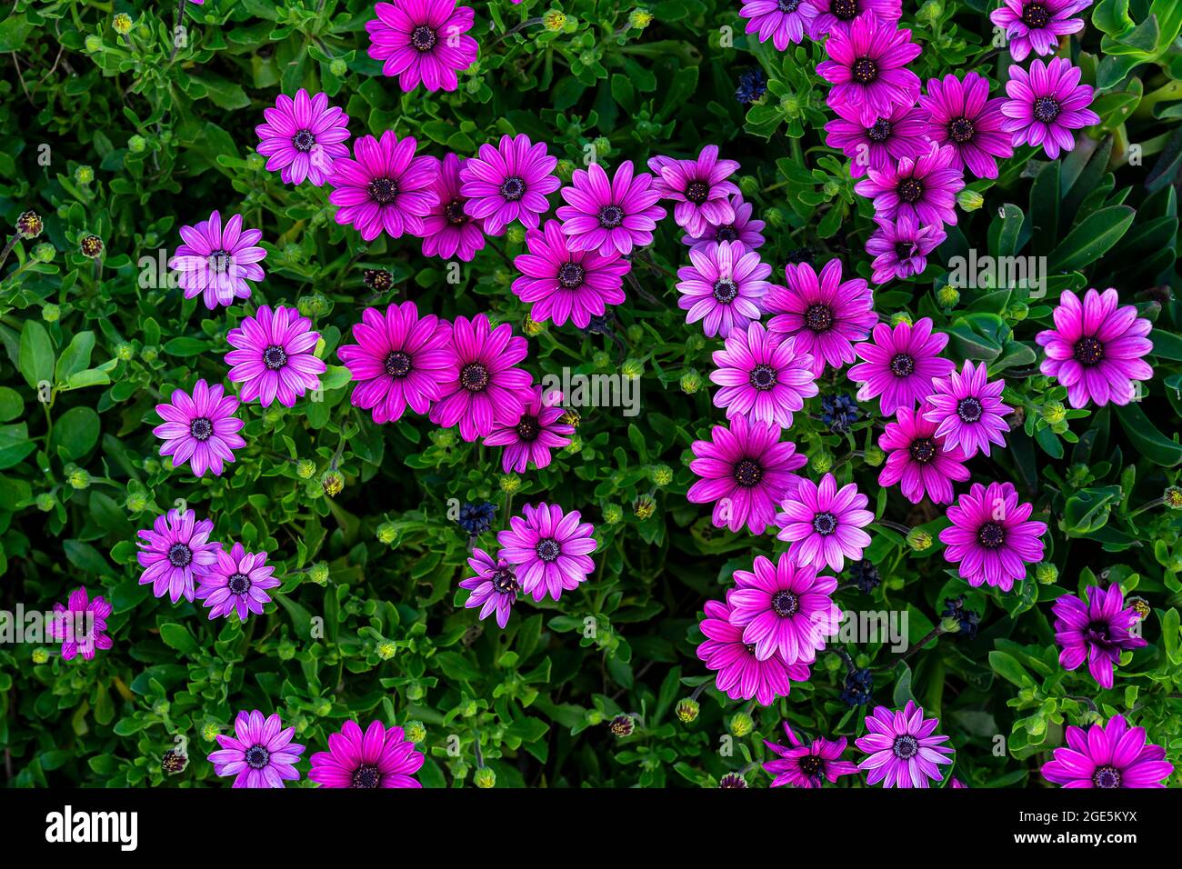 pink daisies blooming in the field Stock Photo - Alamy