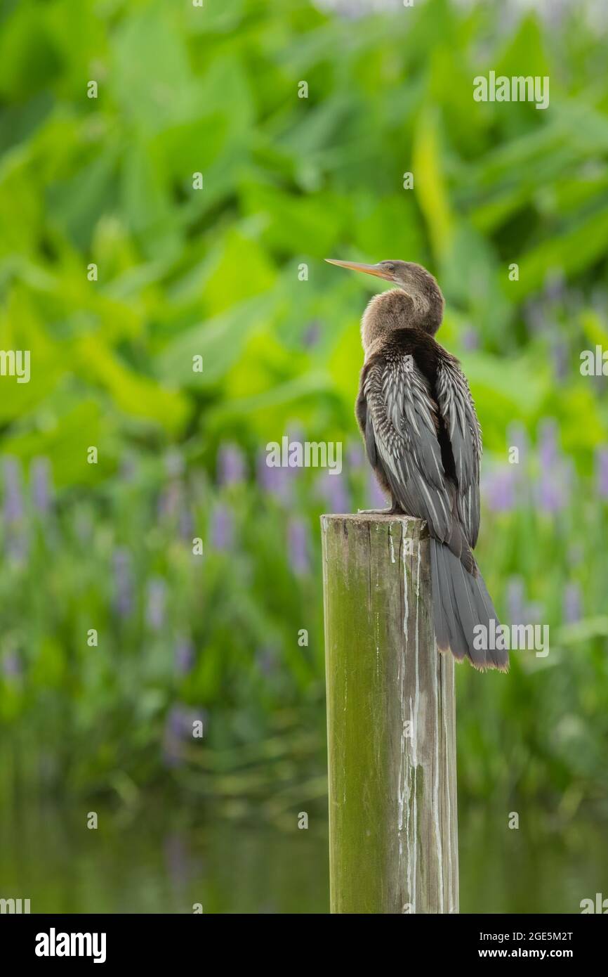 Female anhinga hi-res stock photography and images - Alamy