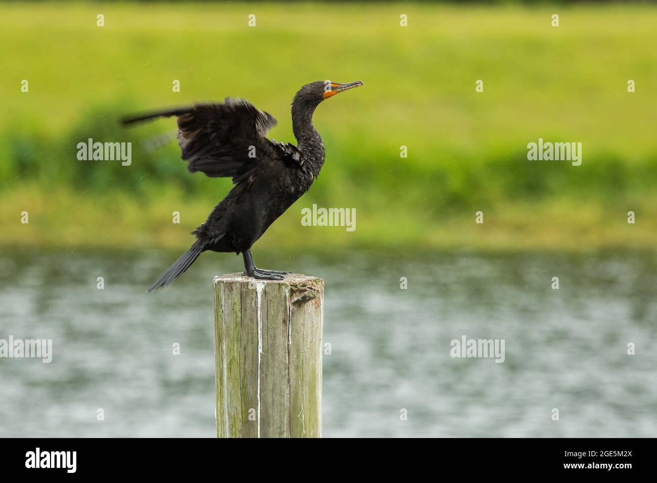 Cormorant with wings spread hi-res stock photography and images - Alamy