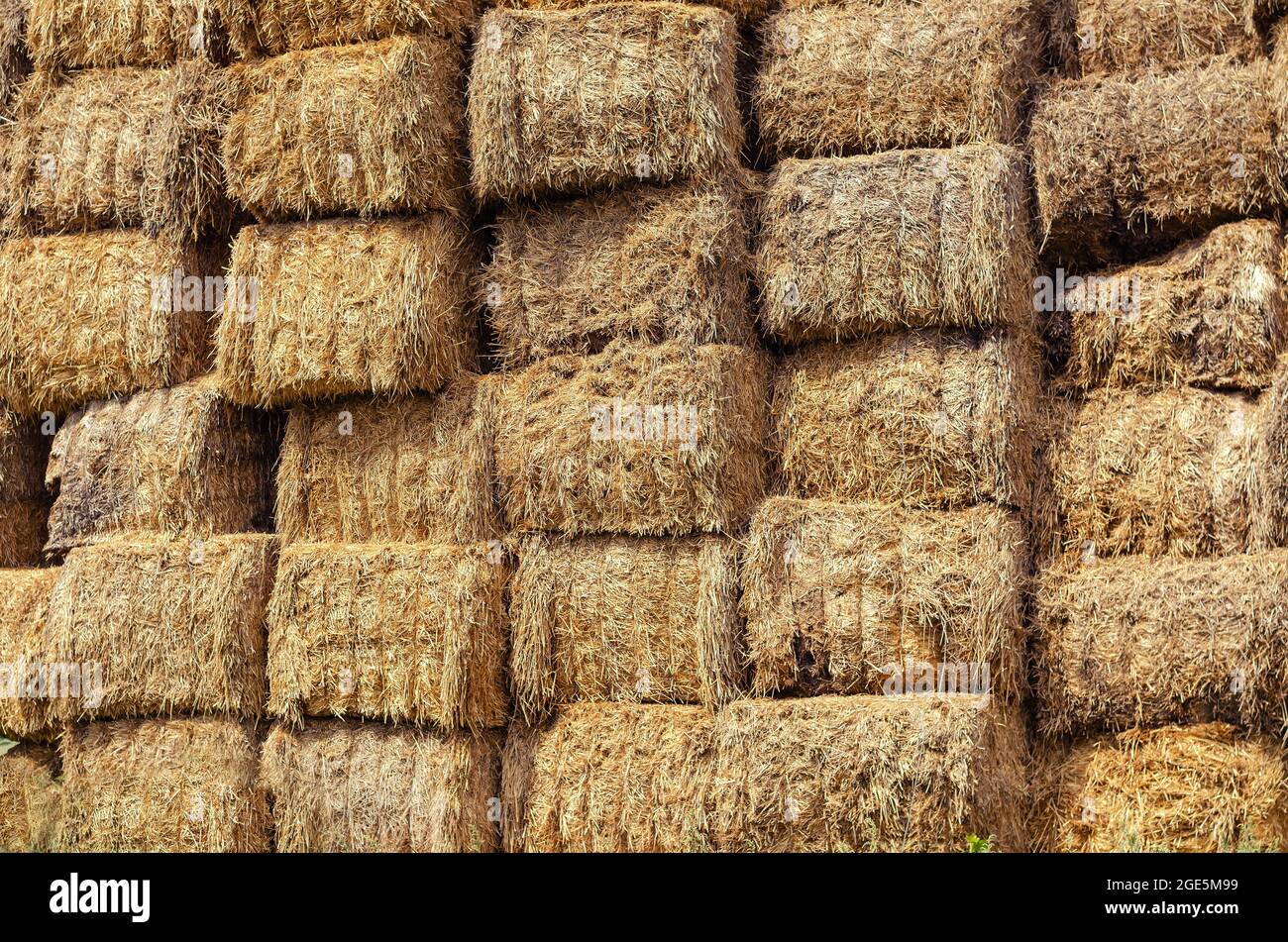 Hay Field Texture