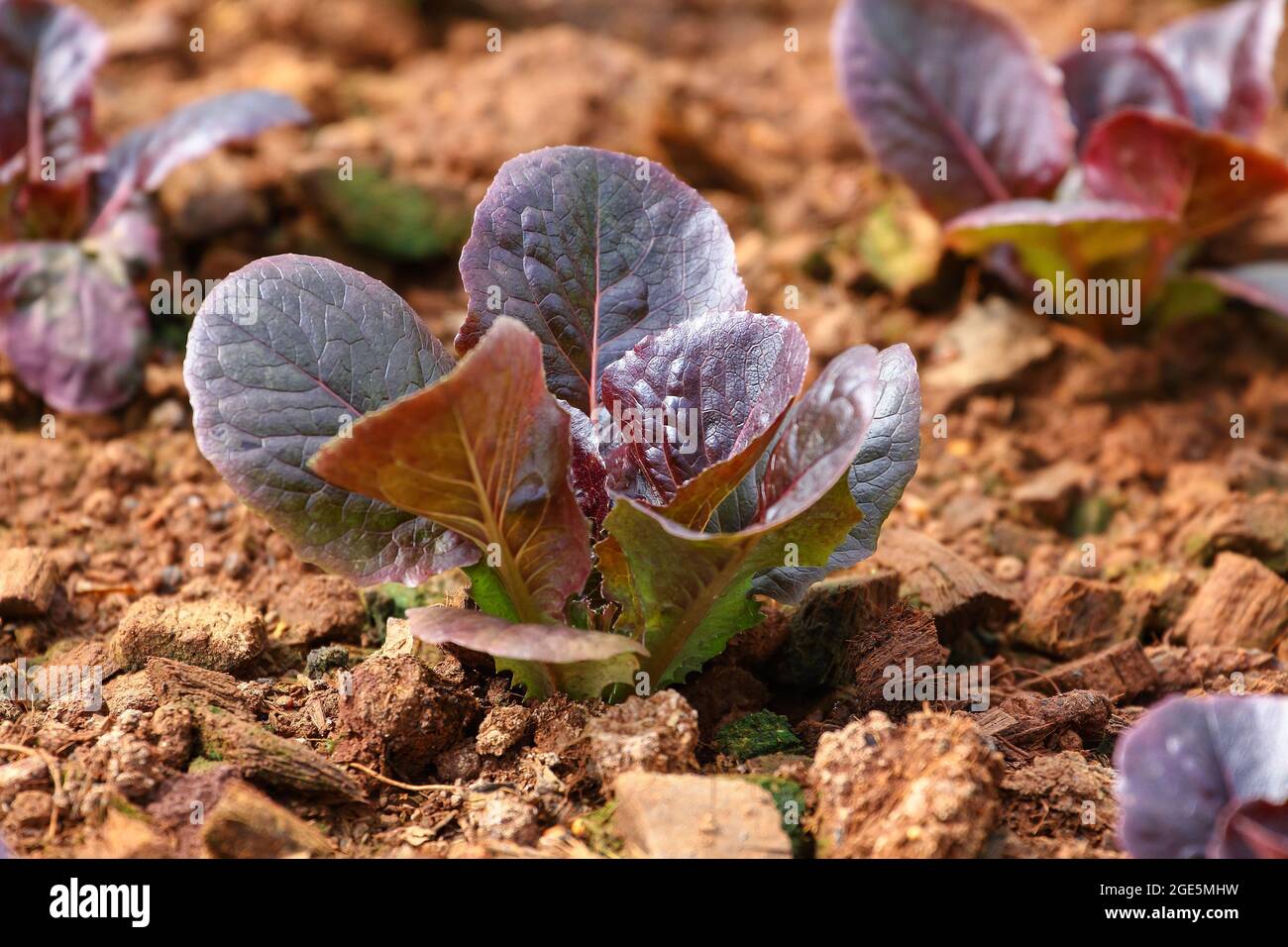 Red romaine lettuce growing on mixed support bed (coconut coir and soil ...