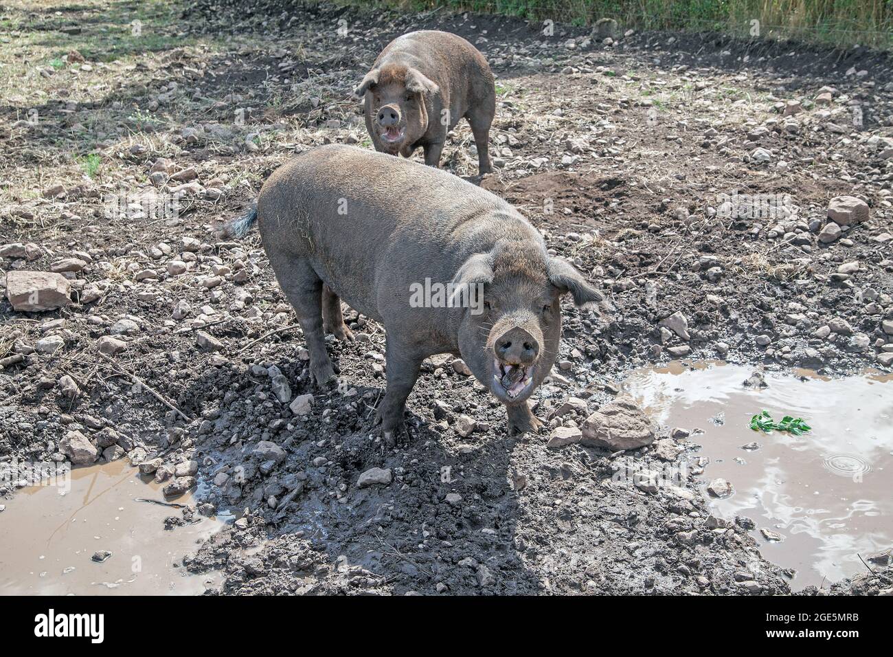 FREE-RANGE PIGS in mud water. (Linderö pig on the island öland, Sweden ...