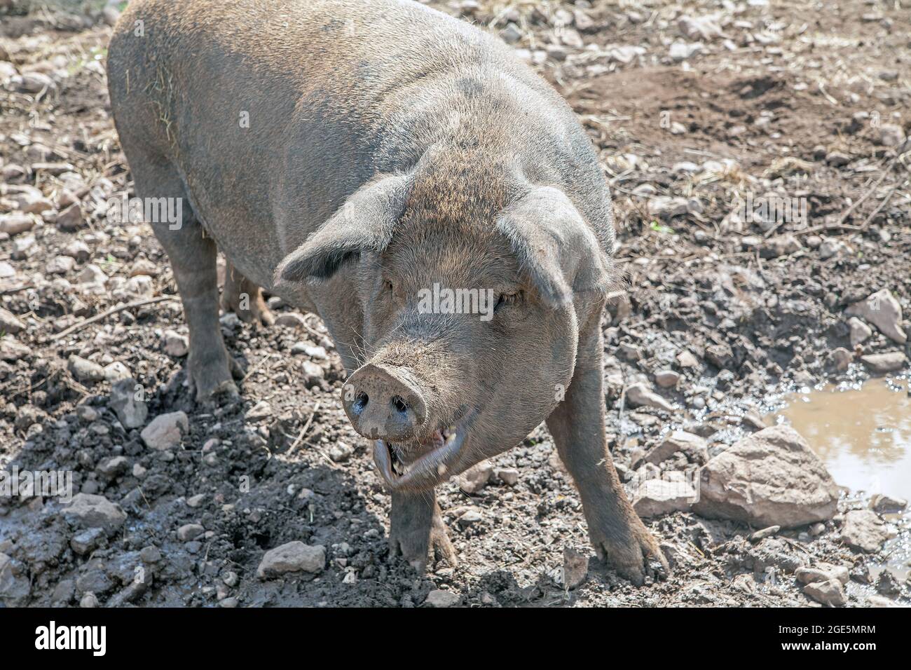 FREE-RANGE PIGS in mud water. (Linderö pig on the island öland, Sweden ...