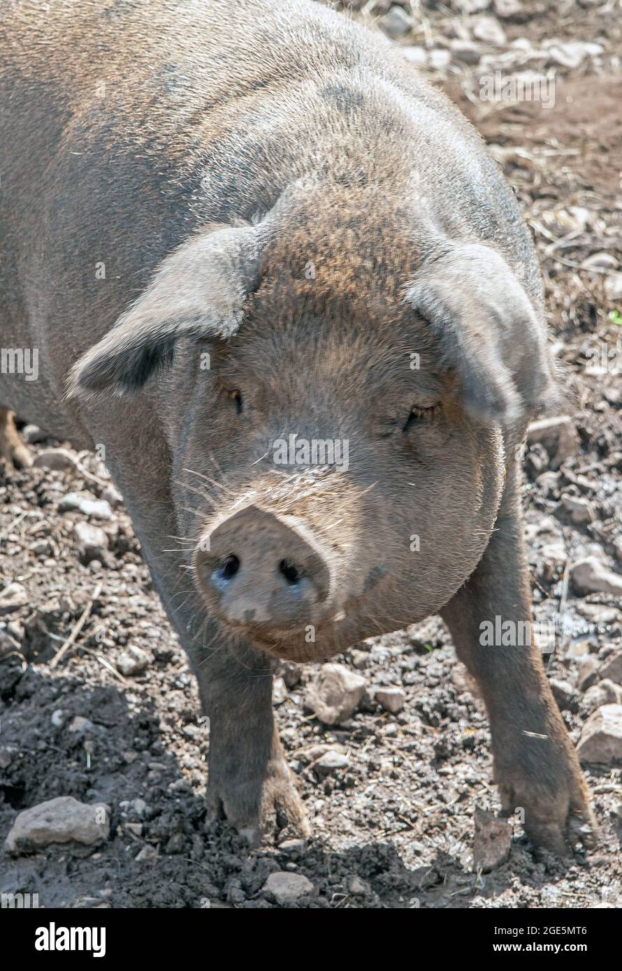 FREE-RANGE PIGS in mud water. (Linderö pig on the island öland, Sweden ...
