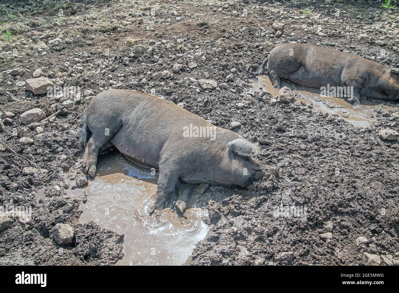 FREE-RANGE PIGS in mud water. (Linderö pig on the island öland, Sweden ...