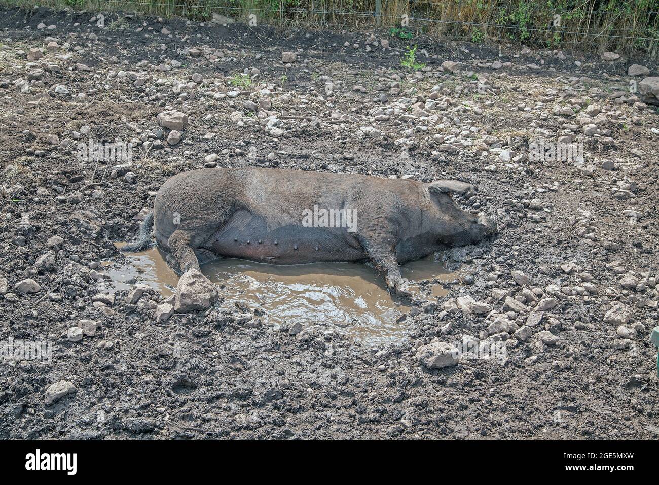 FREE-RANGE PIGS in mud water. (Linderö pig on the island öland, Sweden ...
