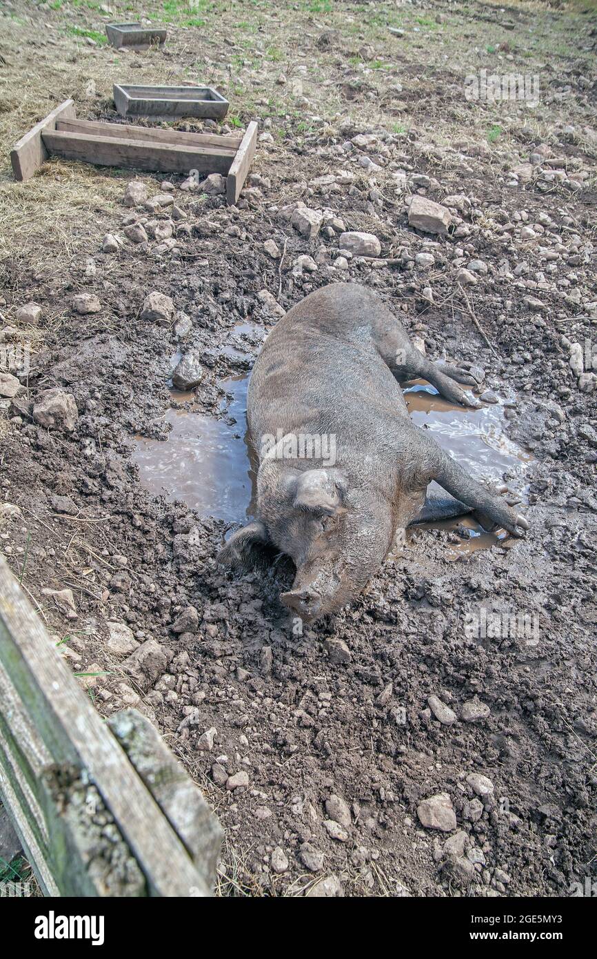FREE-RANGE PIGS in mud water. (Linderö pig on the island öland, Sweden ...