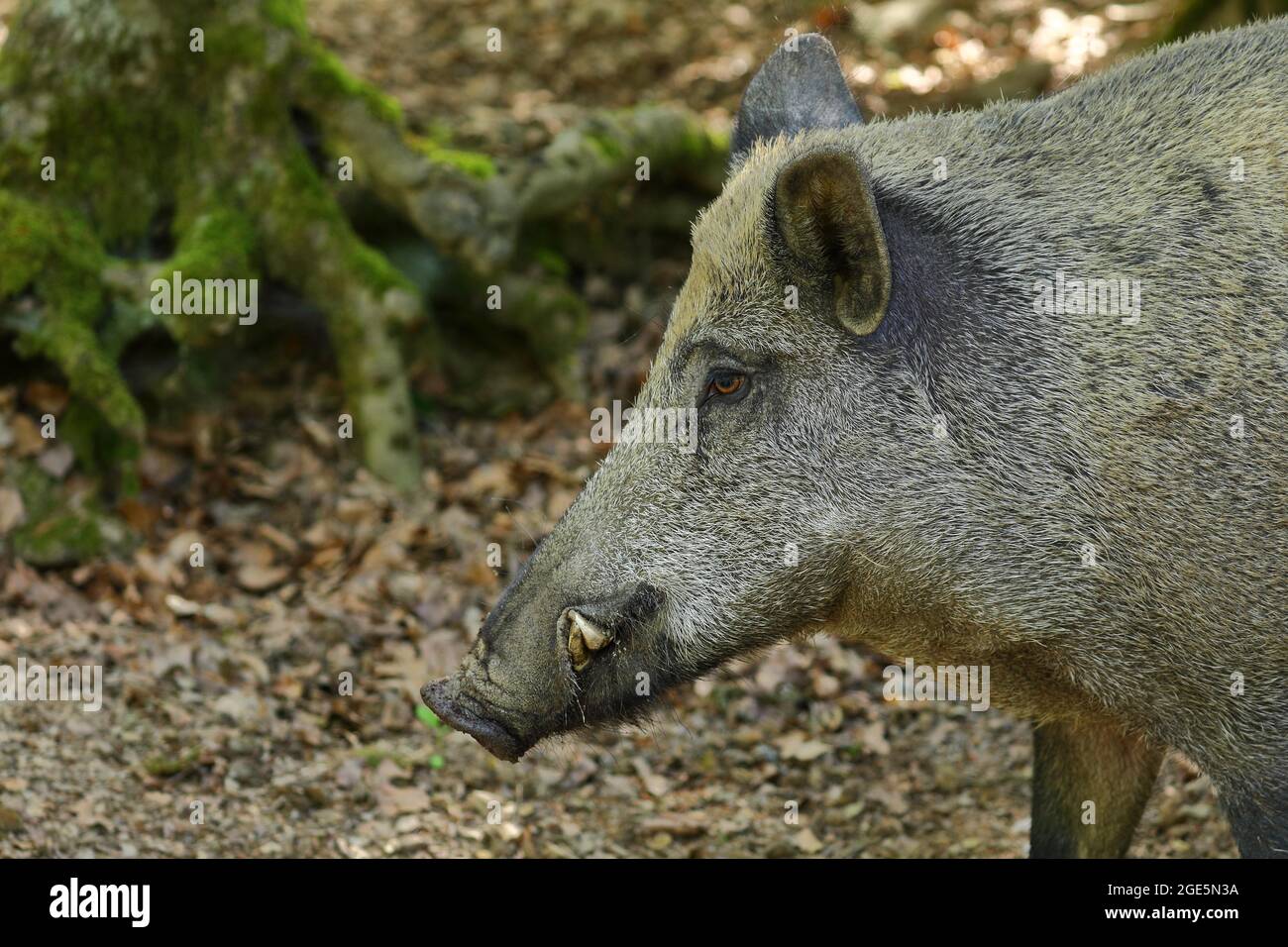 Wild boar (Sus scrofa) wild boar, animal portrait, captive, Hesse ...