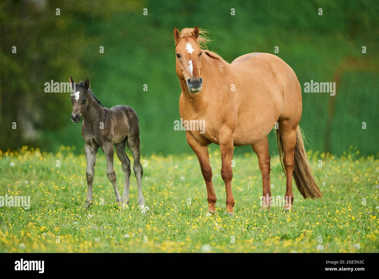 American Quarter Horse mare with her foal, Bavaria, Germany Stock Photo ...