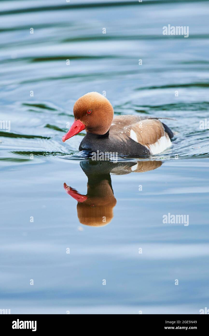 Common pochard (Aythya ferina) male swimming on a lake, Bavaria ...
