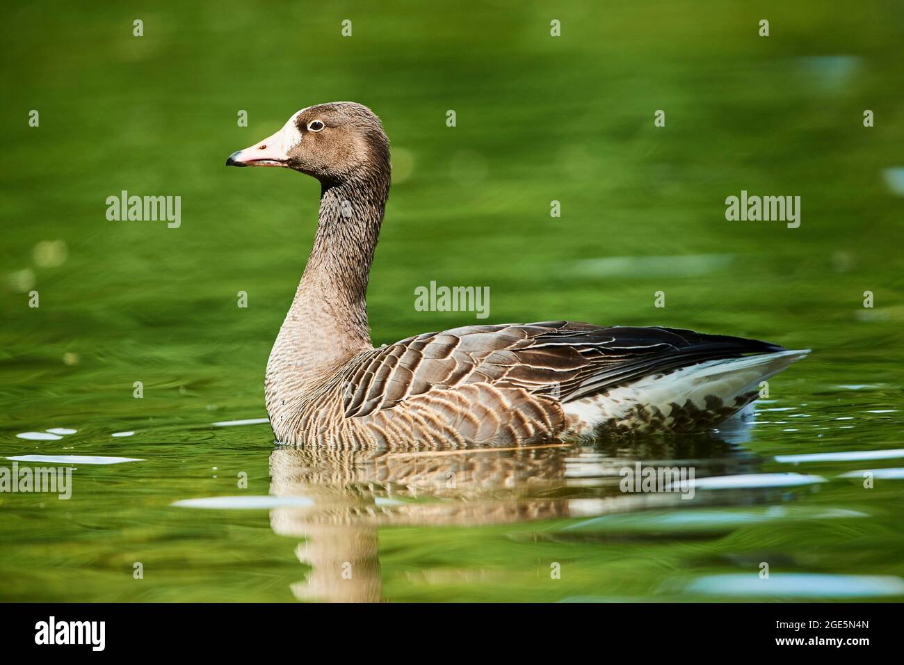 Barnacle goose (Branta leucopsis) swimming on a lake, Bavaria, Germany ...