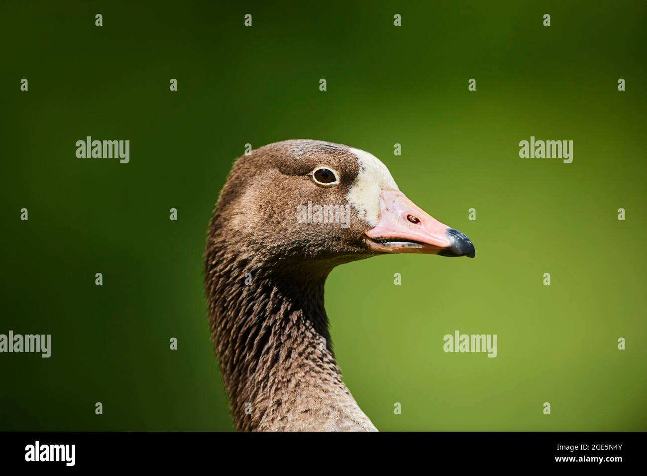 Greater white-fronted goose (Anser albifrons), portrait, Bavaria ...